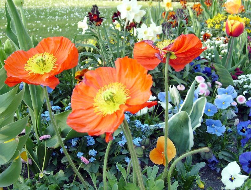 11 Different Types of Poppies