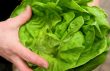 22 Different Types of Lettuce (With Pictures)