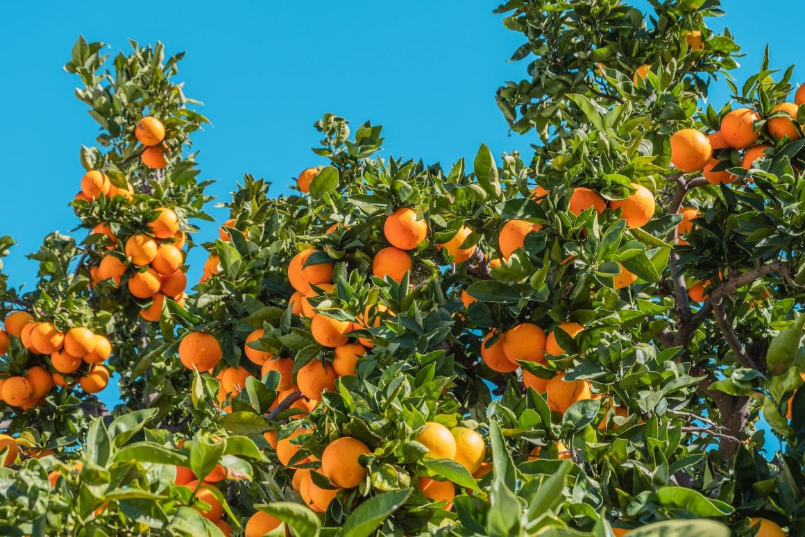 15 Most Popular Fruits in the World (Ranked by Demand & Taste)