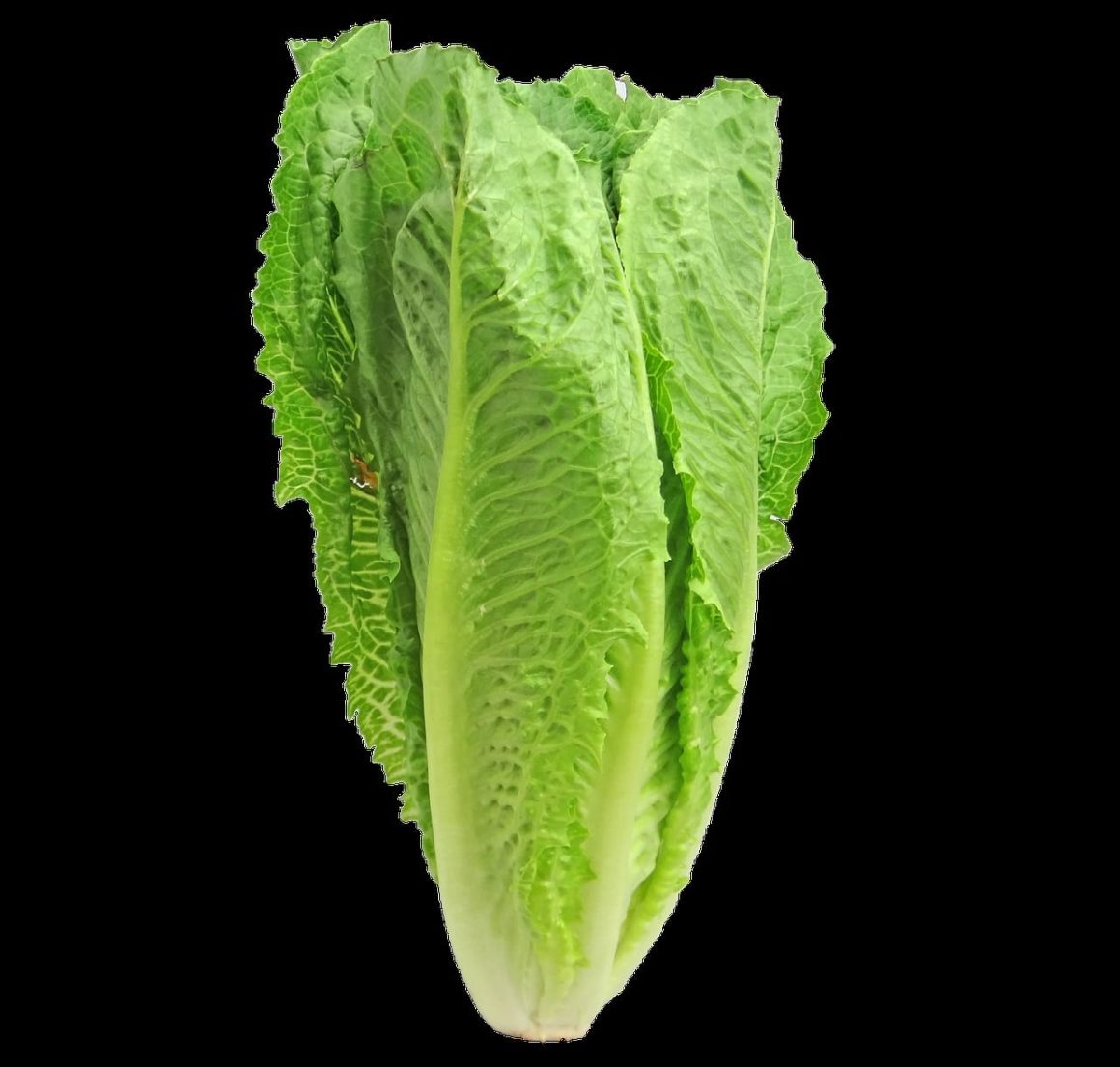 22 Different Types of Lettuce (With Pictures)
