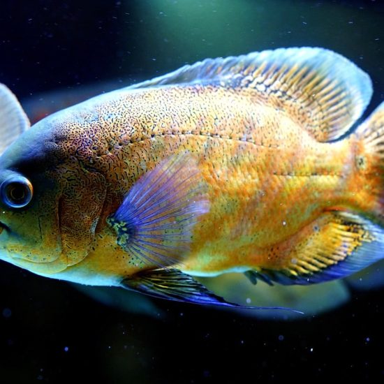 Types of Geckos: 15 Best Gecko Species to Have as Pets