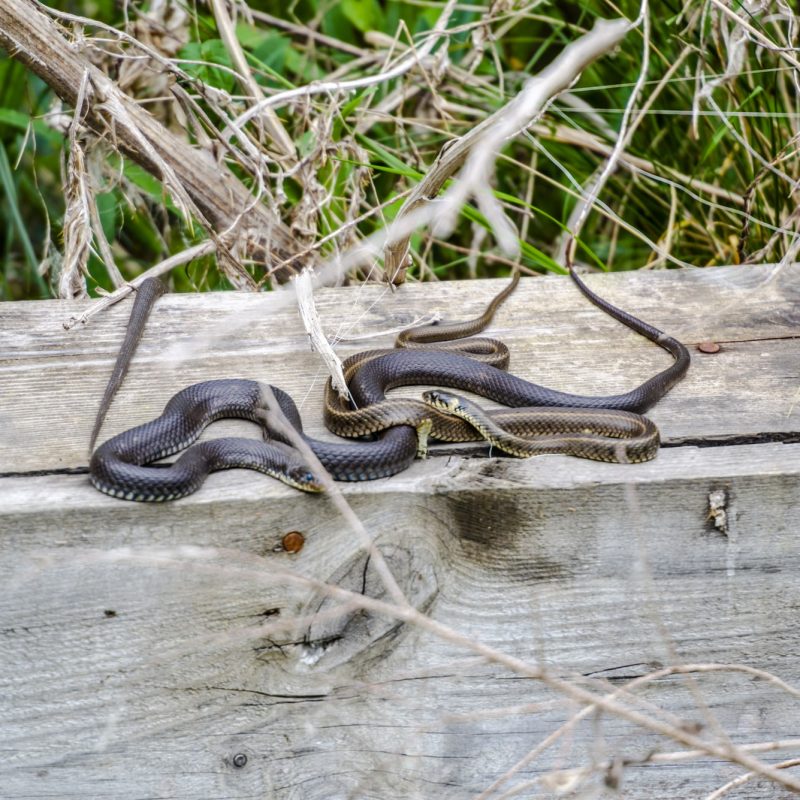 14 Animals With Claws and Their Pictures