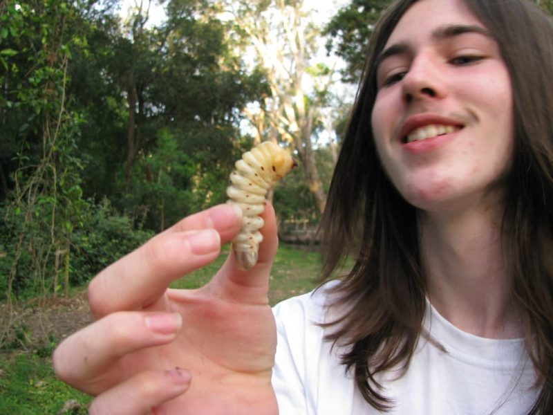 19 Types of Insects That People Eat Around the World