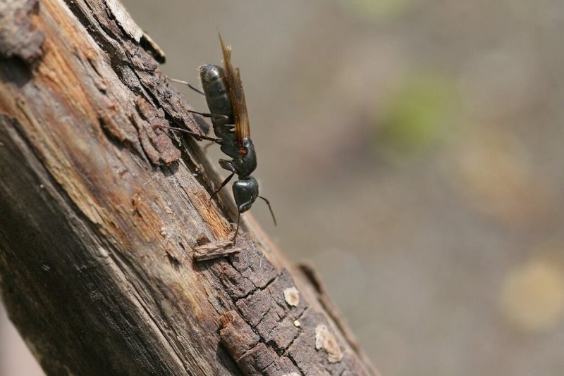 14 Different Types of Insects That Eat Wood