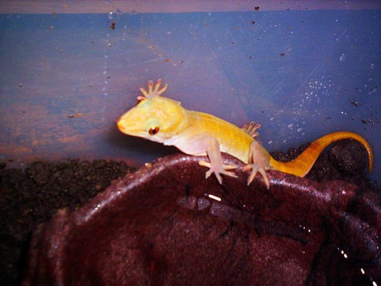 Types of Geckos: 15 Best Gecko Species to Have as Pets
