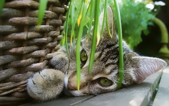 13 Plants That Repel Cats (With Pictures)