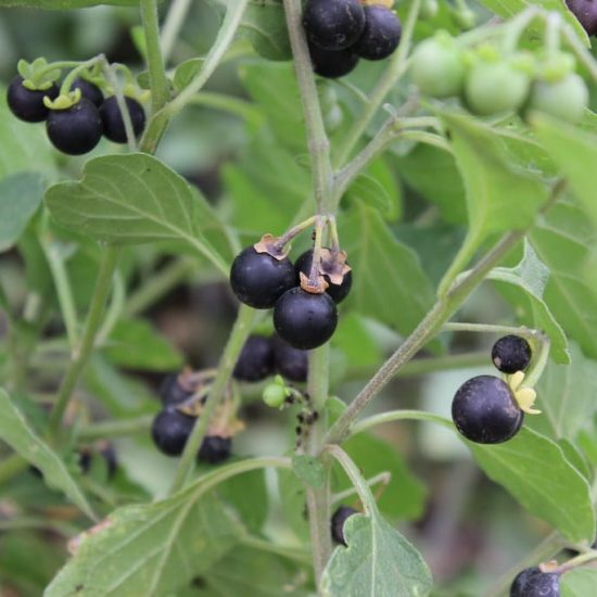 29 Best Street Foods in Philippines