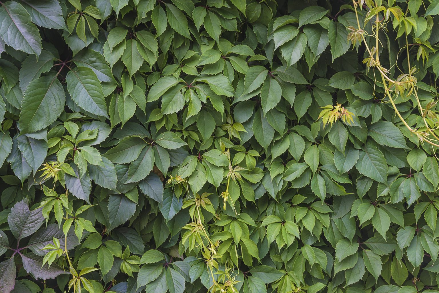 20 Different Types of Climbing Plants