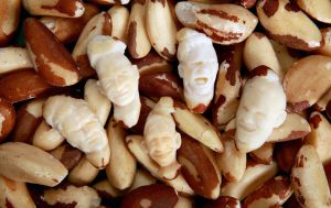 17 Different Types of Edible Nuts (With Pictures)