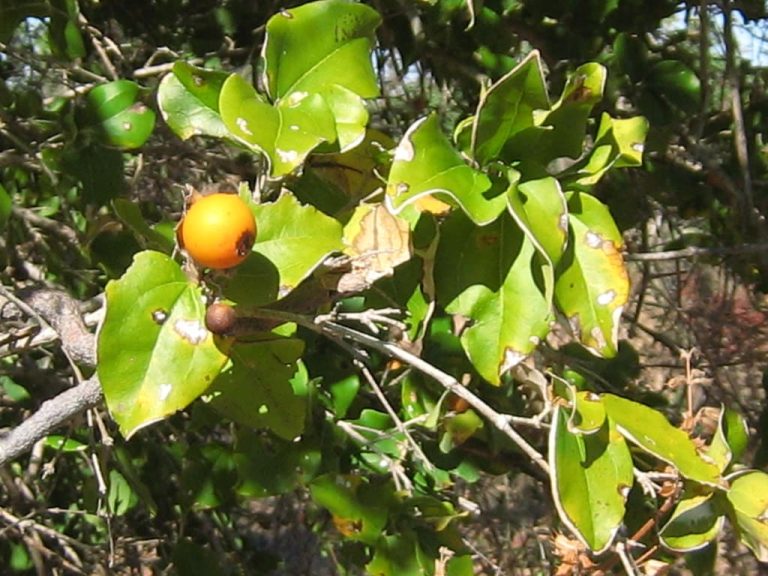 16 Most Dangerous Plants in Africa