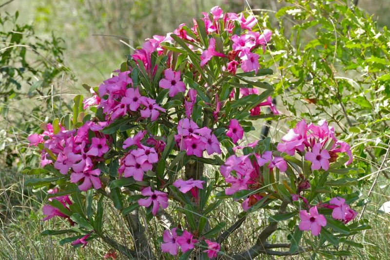 7 Different Types of Adenium Flowers (With Pictures)