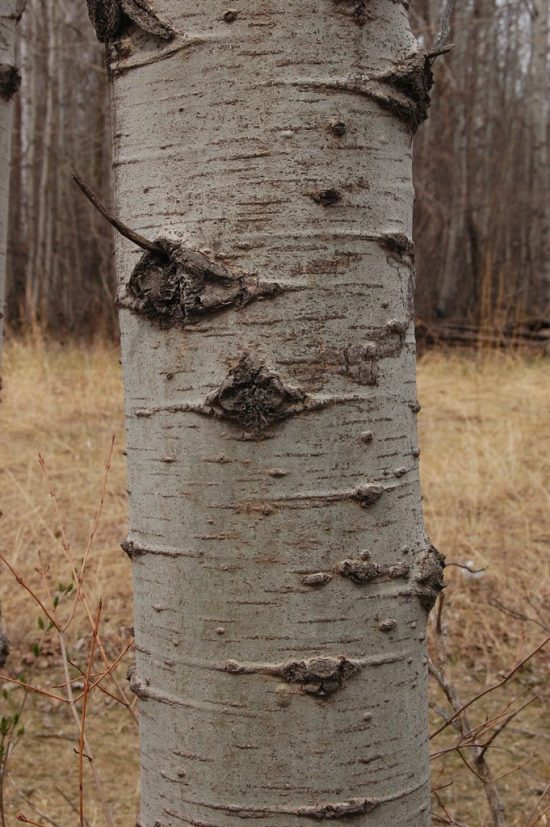 10 Different Types of Tree Bark