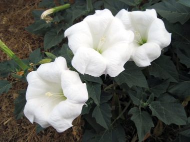 14 Different Types of Moonflowers (With Pictures)