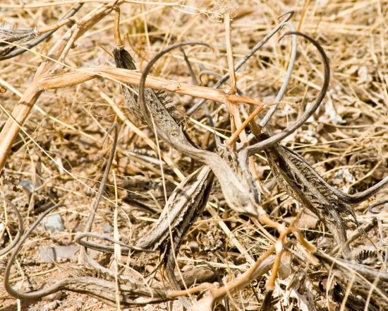 16 Plants That Live in the Desert (With Pictures)