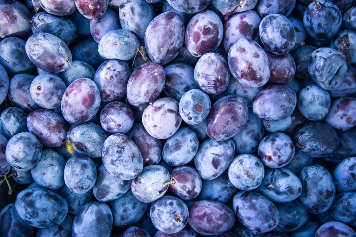 18 Different Types of Plums