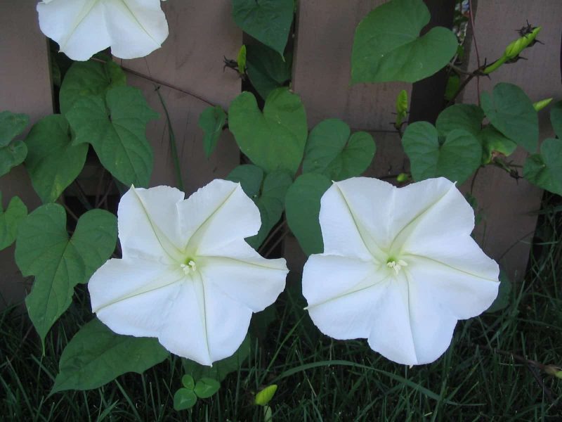 14 Different Types of Moonflowers (With Pictures)