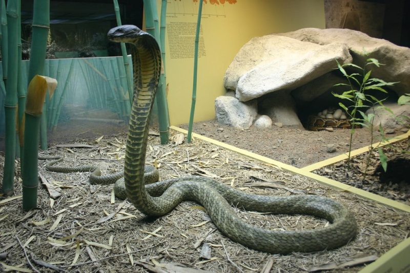 13 Animals That Eat Snakes (With Pictures)