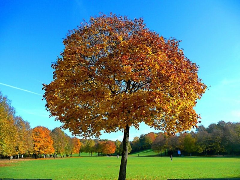 49 Different Types of Trees and Their Pictures