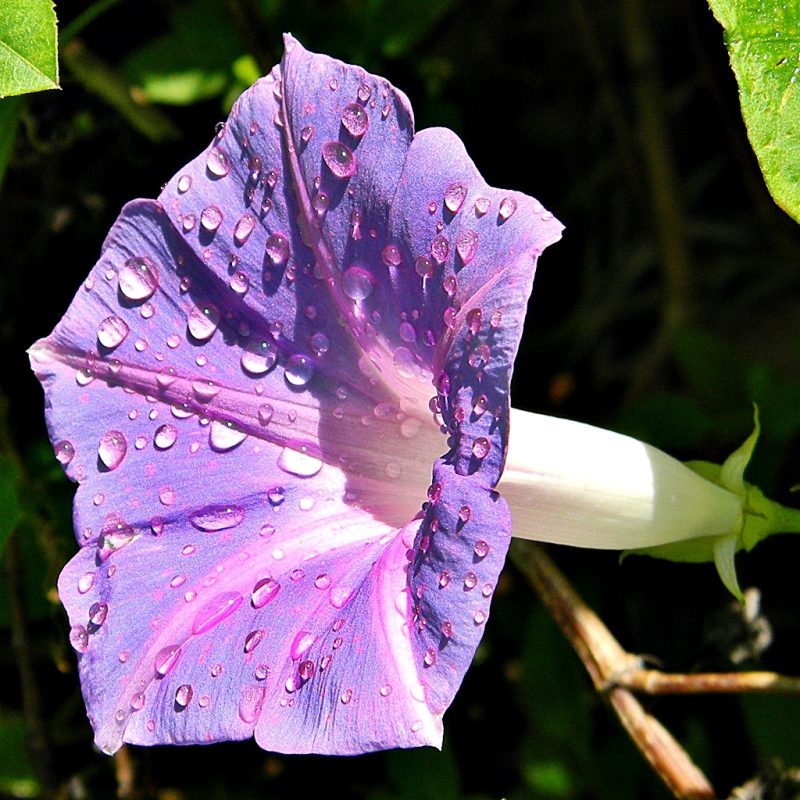 14 Different Types of Moonflowers (With Pictures)
