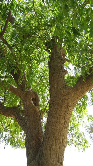 49 Different Types of Trees and Their Pictures