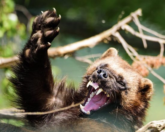 13 Animals That Eat Snakes (With Pictures)
