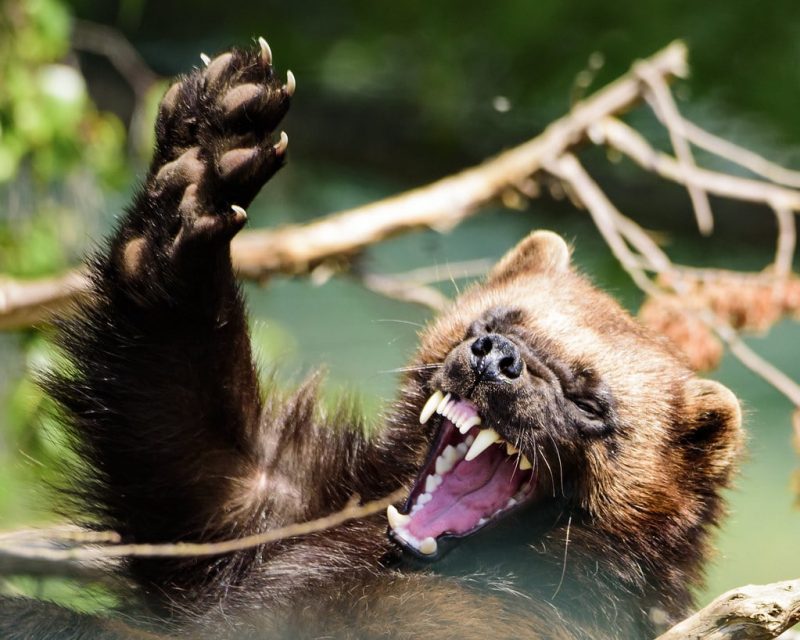 13 Animals That Eat Snakes (With Pictures)