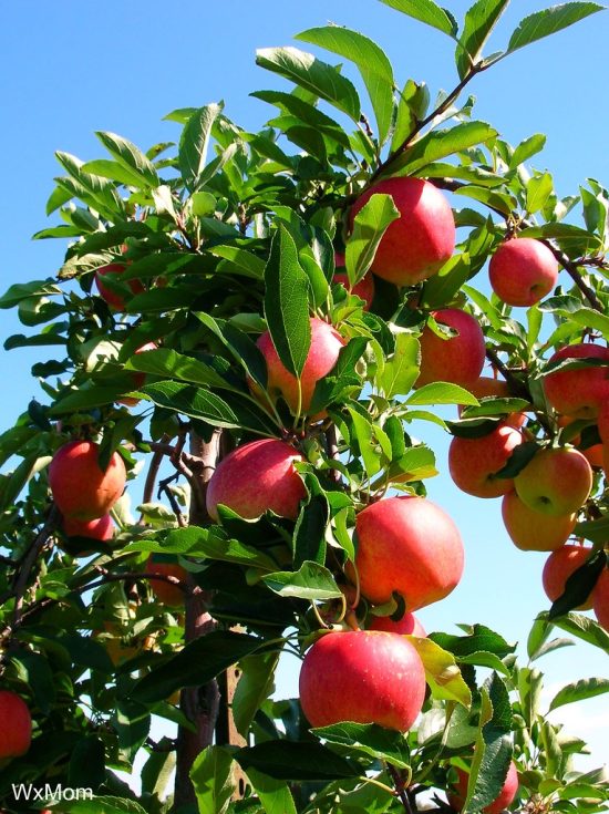 18 Different Types of Fruit Trees (With Pictures)
