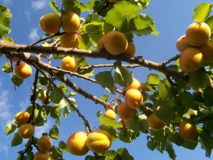 18 Different Types of Fruit Trees (With Pictures)