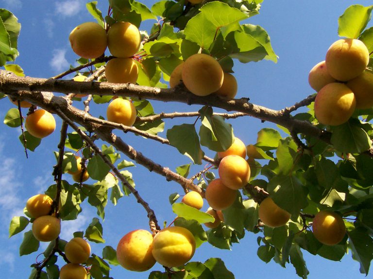 18 Different Types of Fruit Trees (With Pictures)
