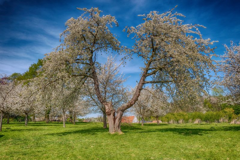18 Different Types of Fruit Trees (With Pictures)