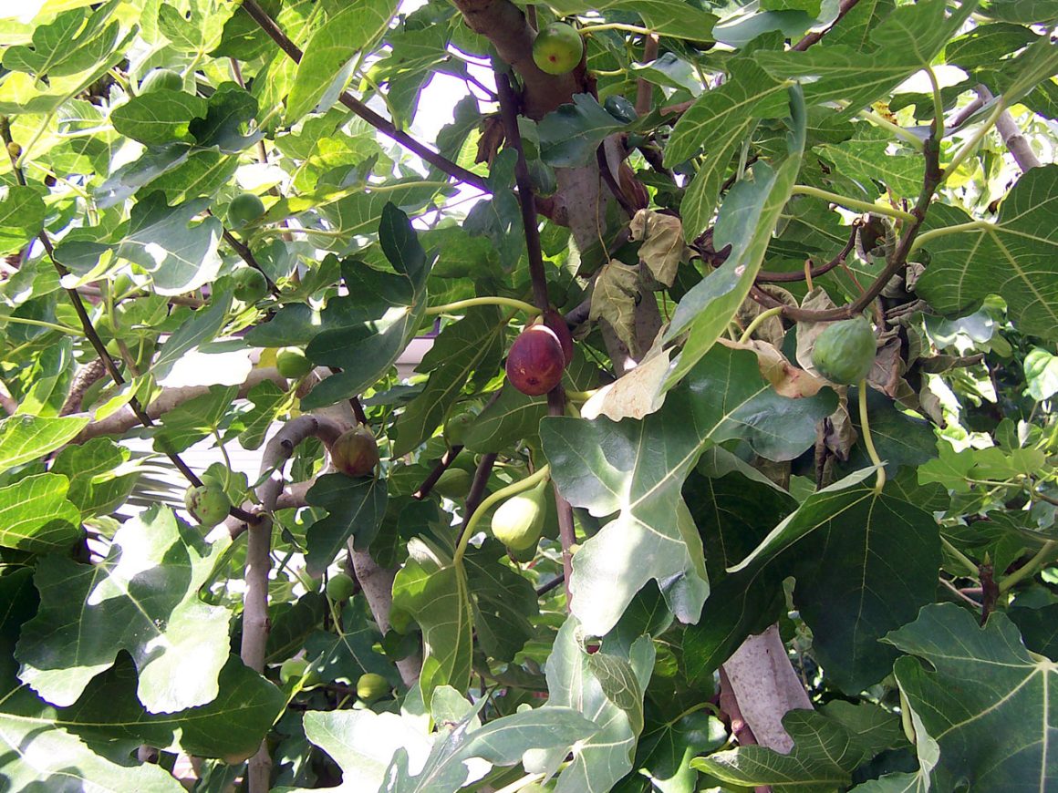 18 Different Types of Fruit Trees (With Pictures)