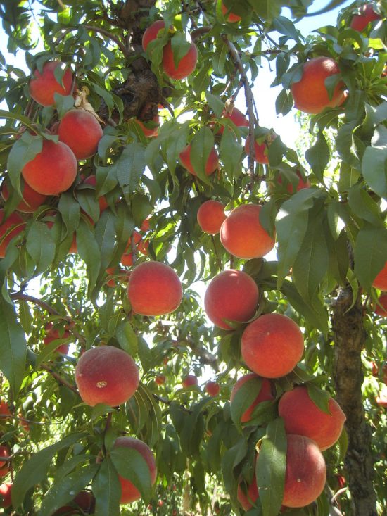 18 Different Types of Fruit Trees (With Pictures)