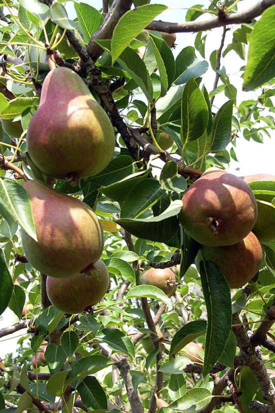 18 Different Types of Fruit Trees (With Pictures)
