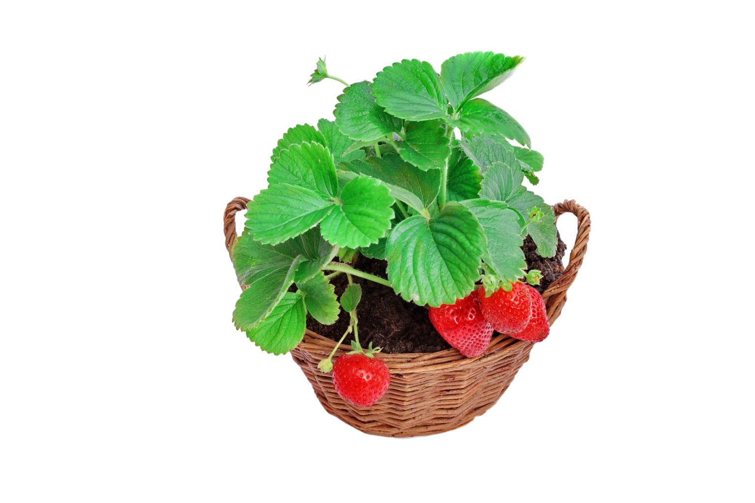 9 Different Types of Strawberries (With Pictures)