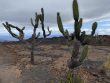 13 Most Dangerous Plants in Arizona You Need to Avoid