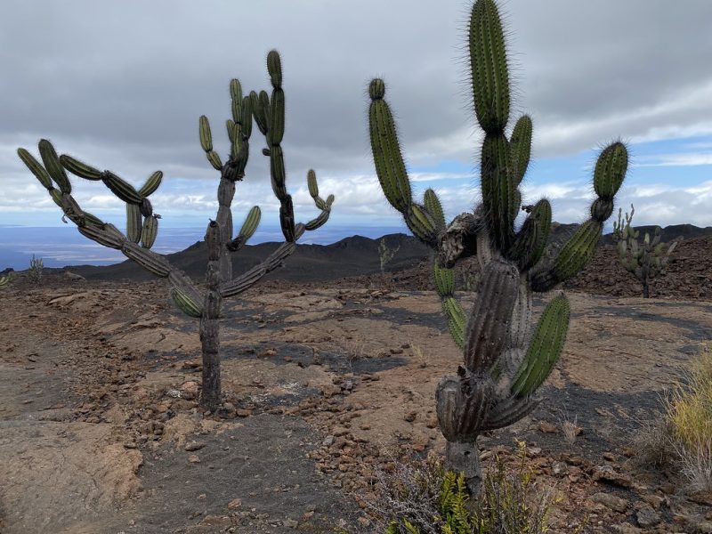 13 Most Dangerous Plants in Arizona You Need to Avoid