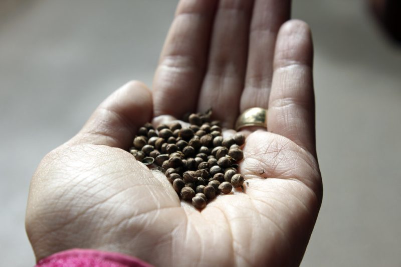 11 Types of Edible Seeds You Should Be Eating