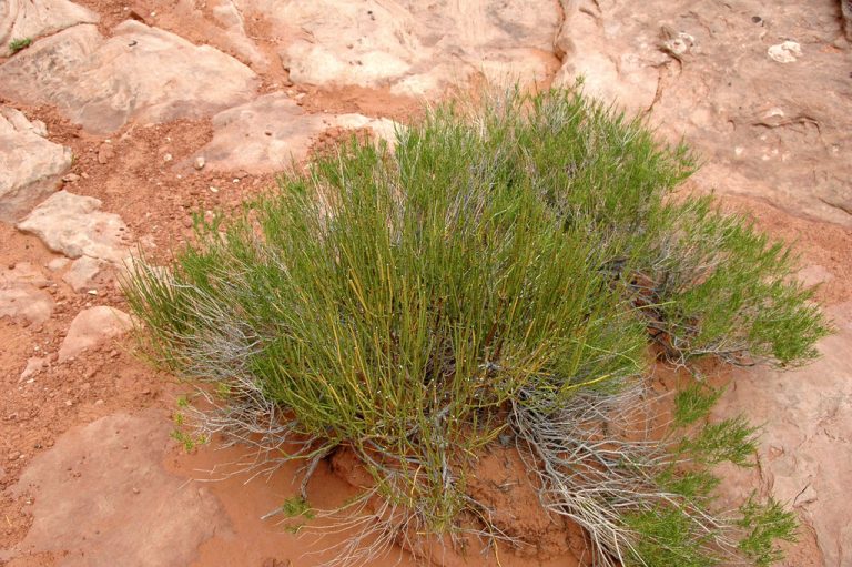 13 Most Dangerous Plants in Arizona You Need to Avoid