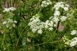 13 Most Dangerous Plants in Arizona You Need to Avoid