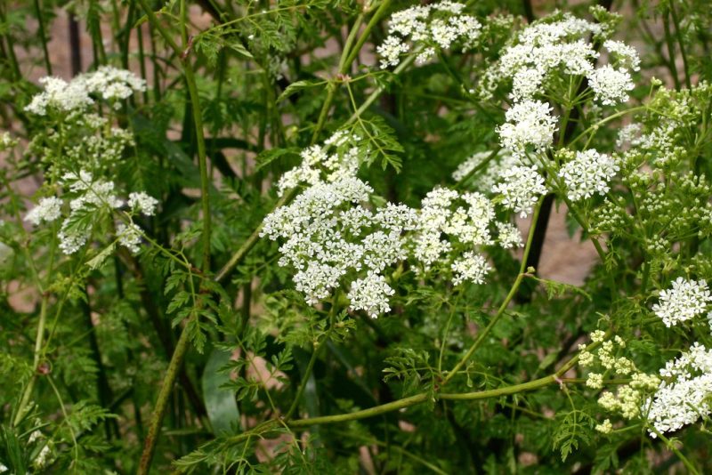 13 Most Dangerous Plants in Arizona You Need to Avoid