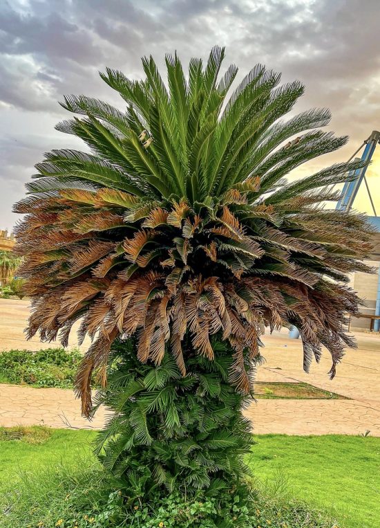 13 Most Dangerous Plants in Arizona You Need to Avoid
