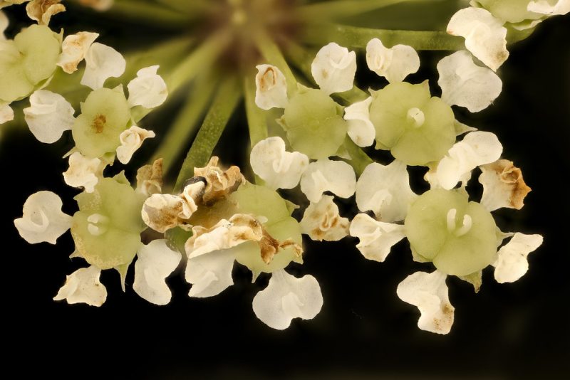 13 Most Dangerous Plants in Arizona You Need to Avoid