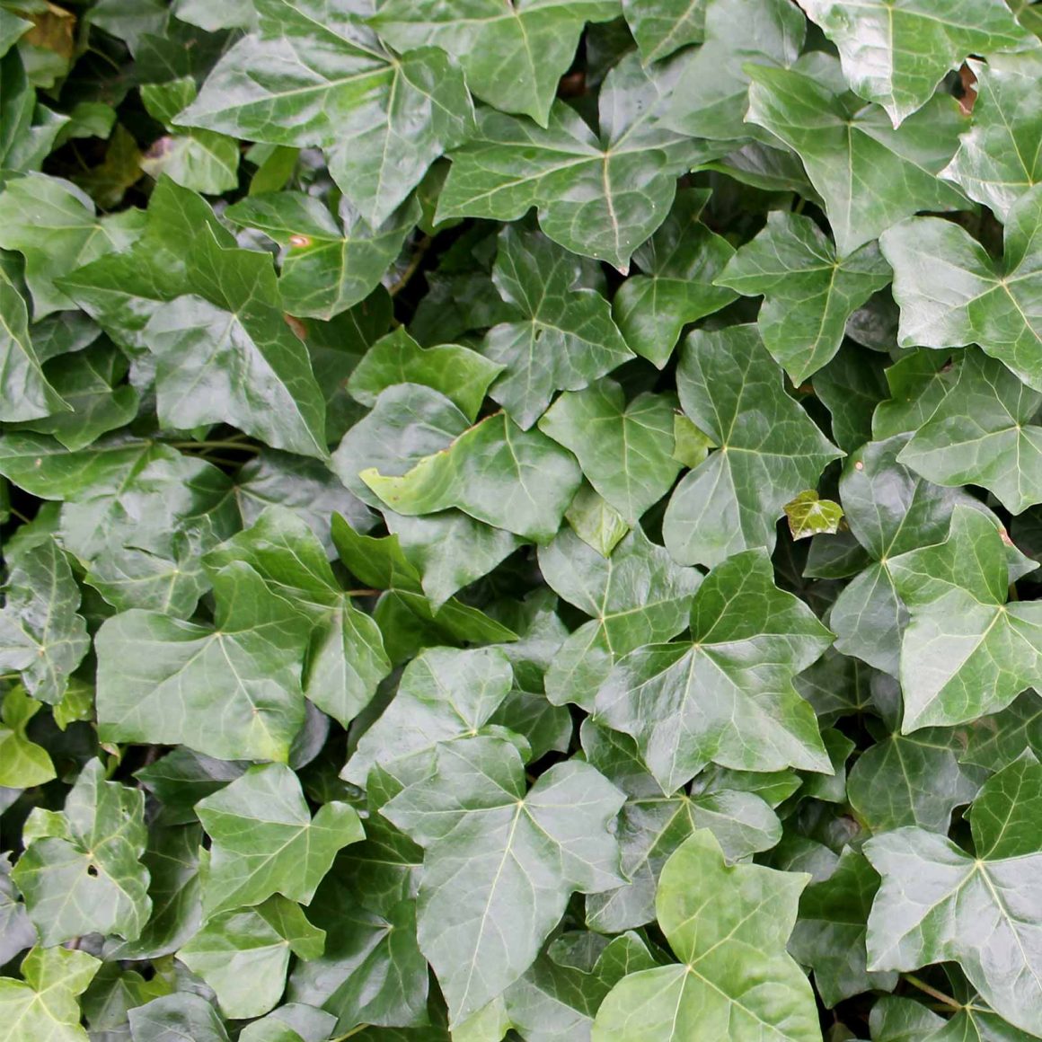 14 Different Types of Ivy Plants (With Pictures)
