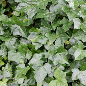14 Different Types of Ivy Plants (With Pictures)
