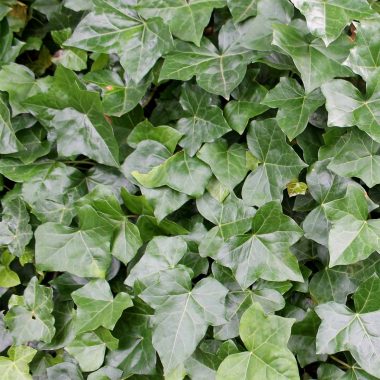 14 Different Types of Ivy Plants (With Pictures)