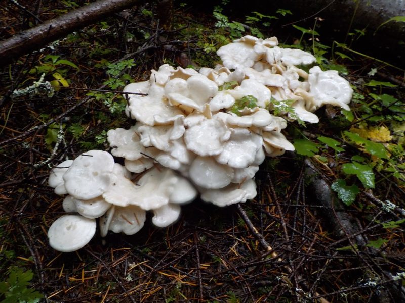 42 Different Types of Mushrooms, From Edible to Poisonous