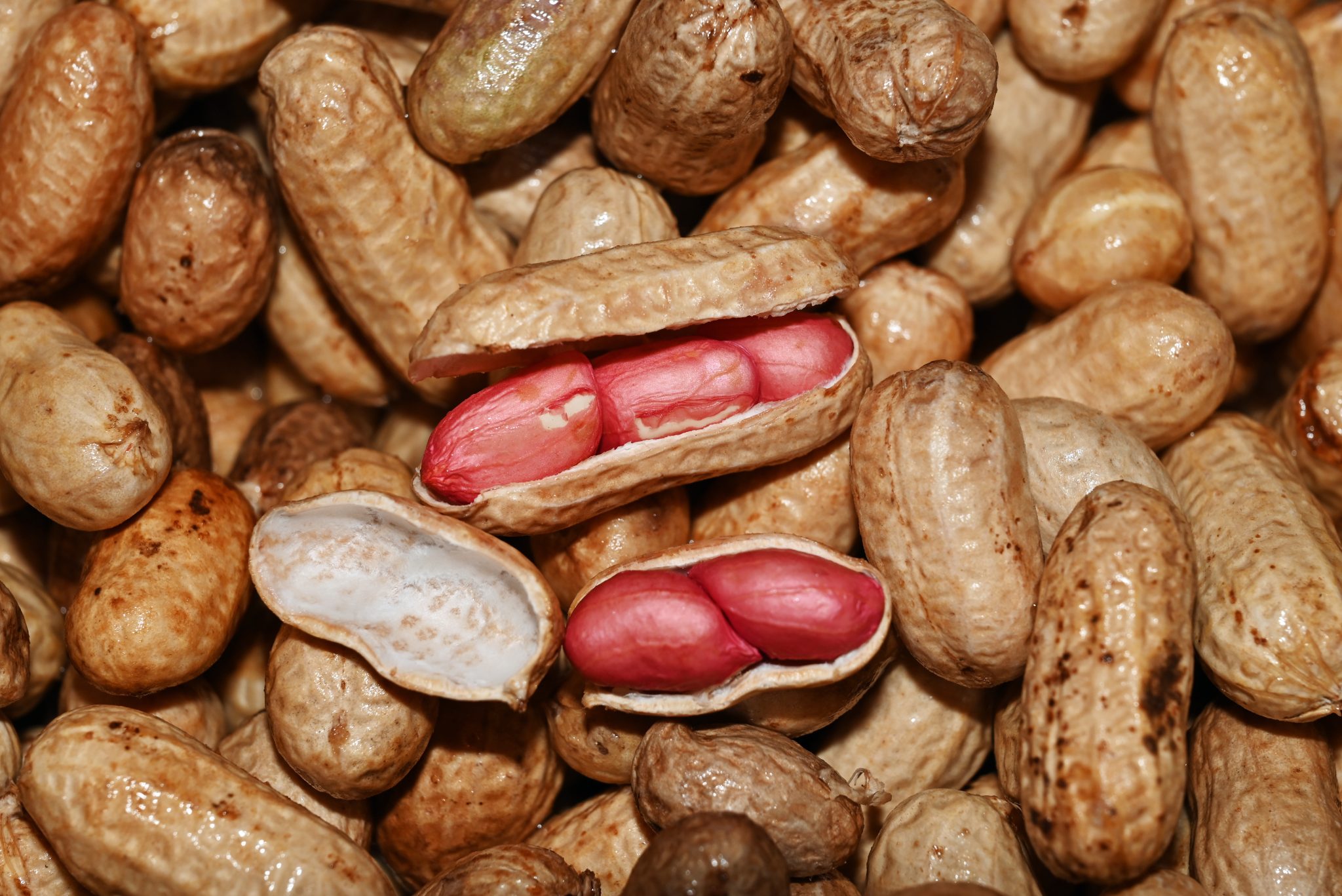 4 Different Types of Peanuts