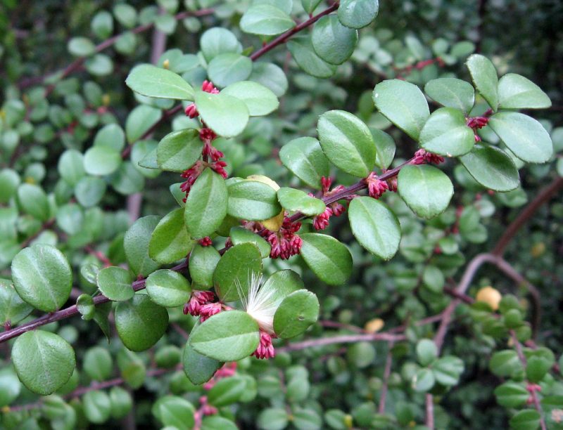 15 Different Types of Shrubs in Africa