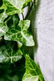 14 Different Types of Ivy Plants (With Pictures)