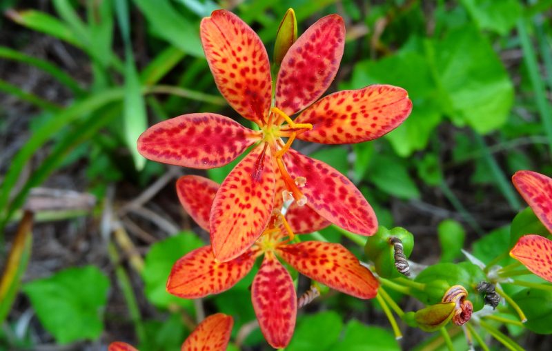 8 Best Apology Flowers to Say Sorry and Mend Relationships